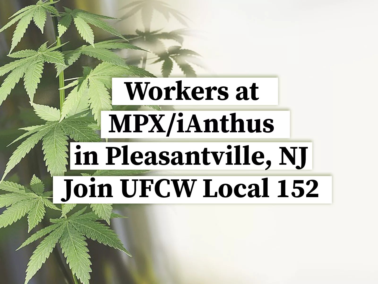 Workers at MPX/iAnthus in Pleasantville, NJ Join UFCW Local 152 - UFCW ...